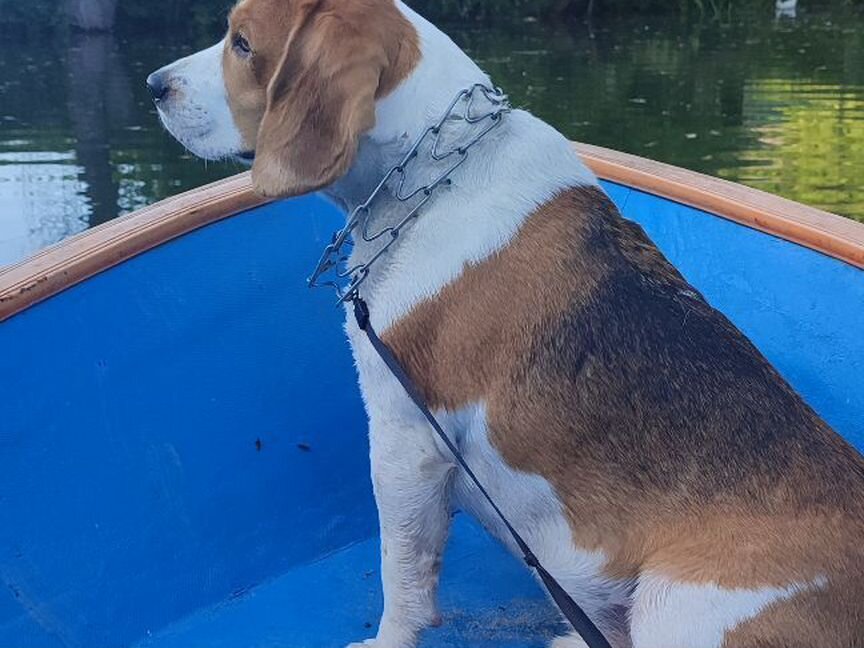 Бигль бесплатно