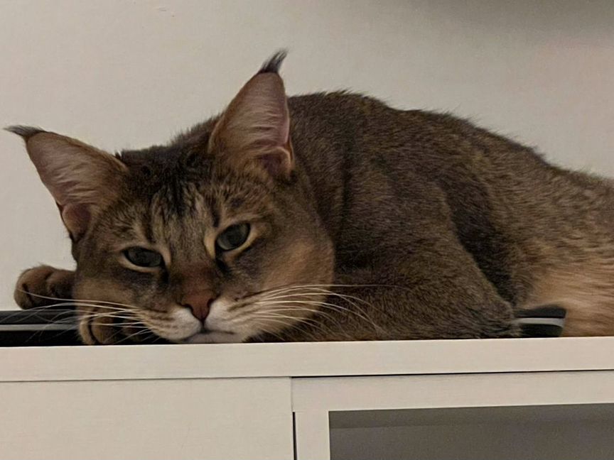 Чаузи ф1 chausie f1