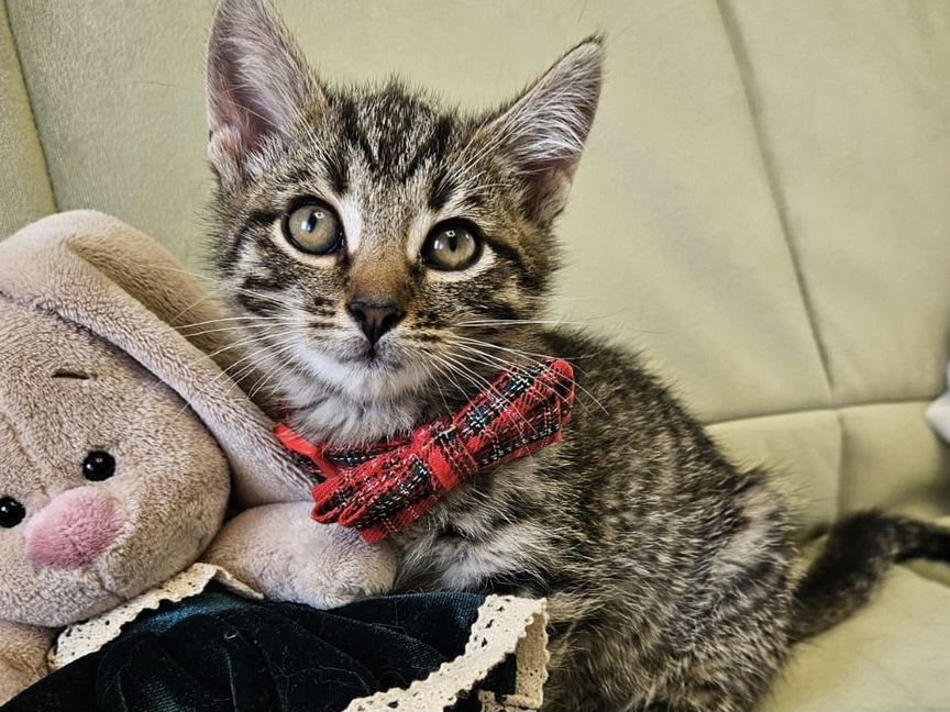 Крошка полосатик котенок Ричи 1,5 месяца в дар