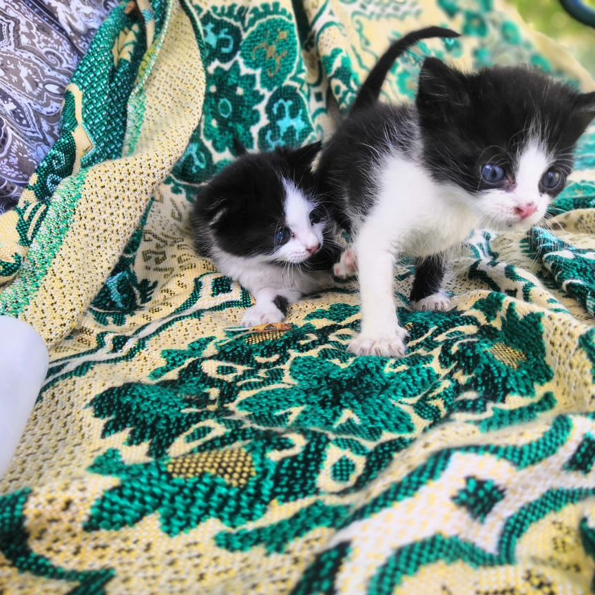 Котята в добрые руки