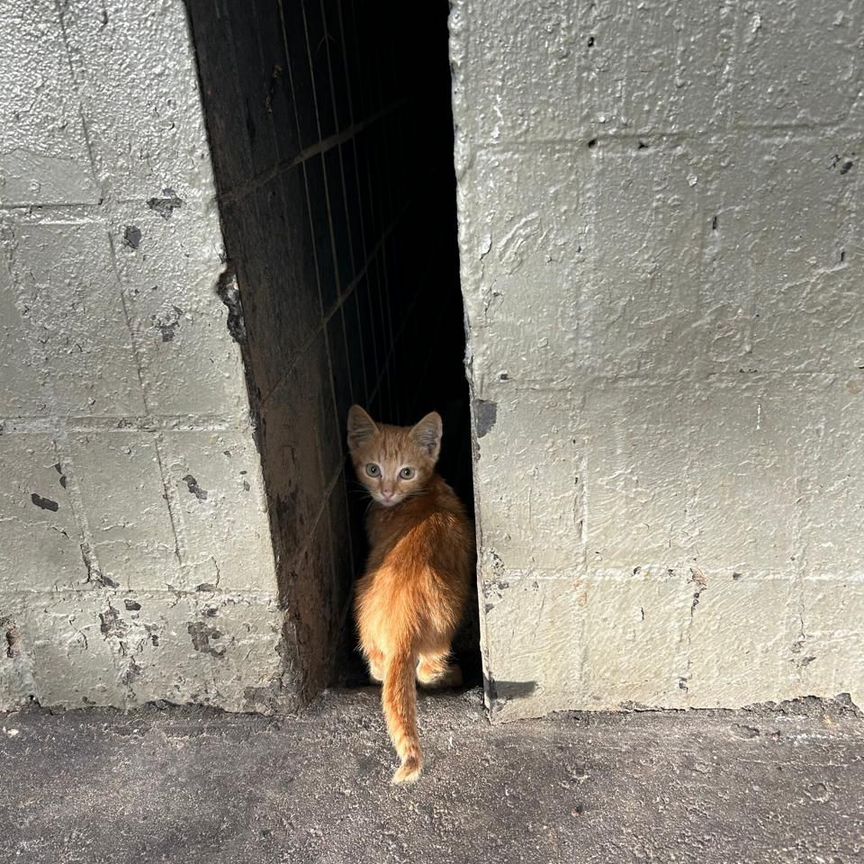 Котенок мальчик 3 месяца