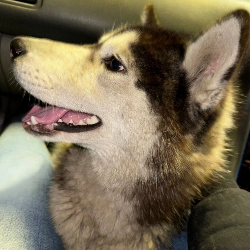 Сибирский хаски