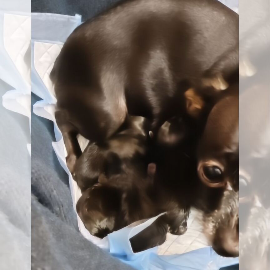 Русский той-терьер, щенок