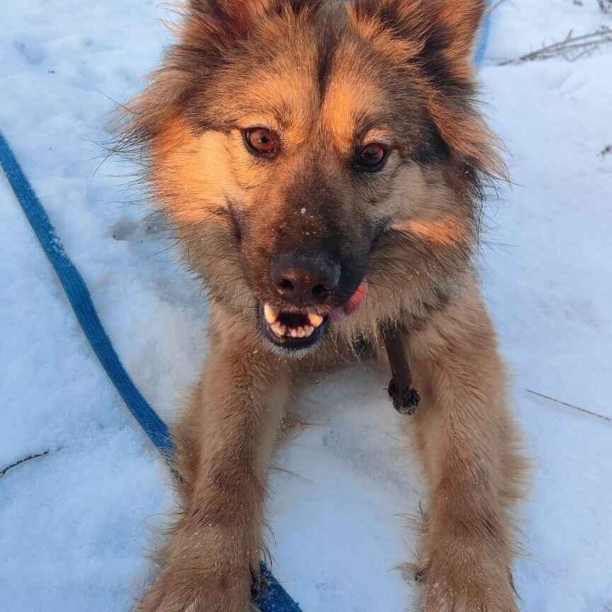 Красавица Дикси готова стать лучшим другом