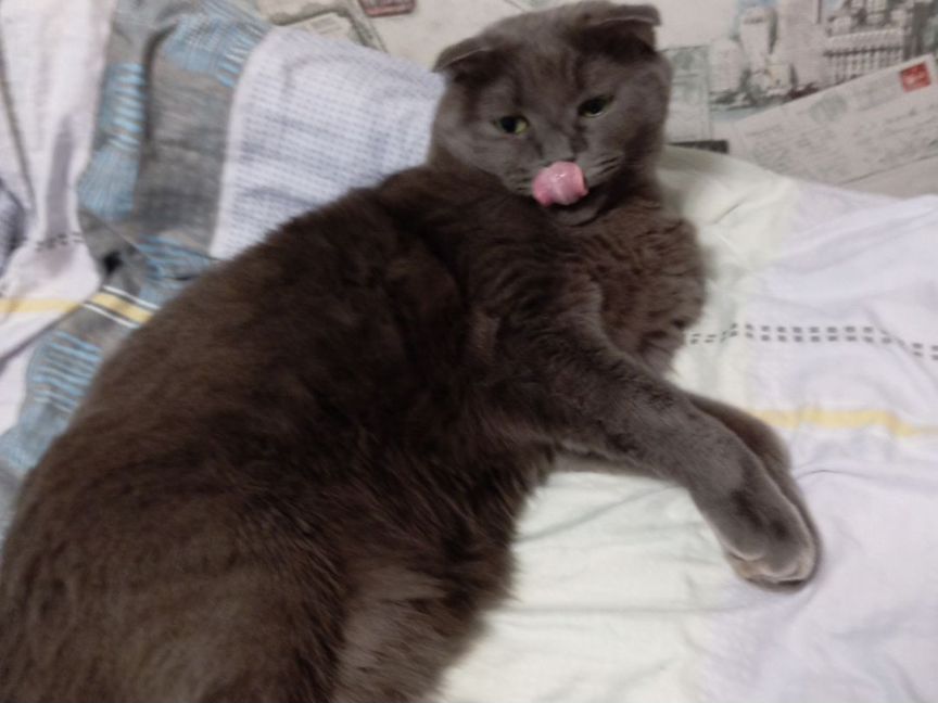 Вислоухий кот