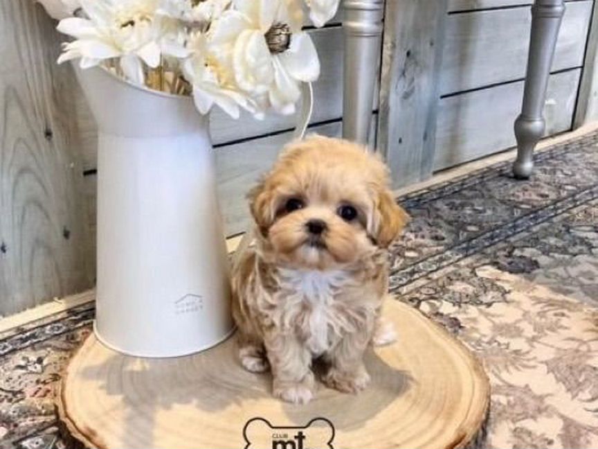 Щенки мальтипу f1 мини