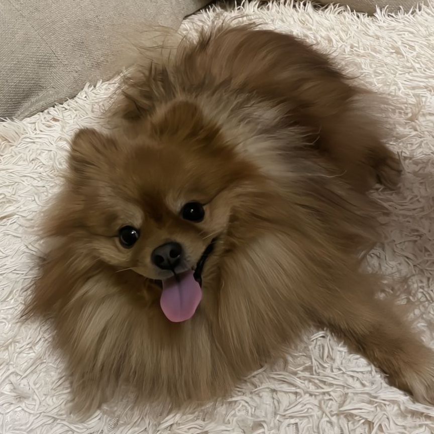 Померанский шпиц, вязка