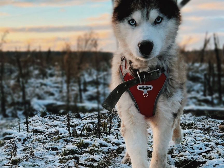 Сибирский хаски