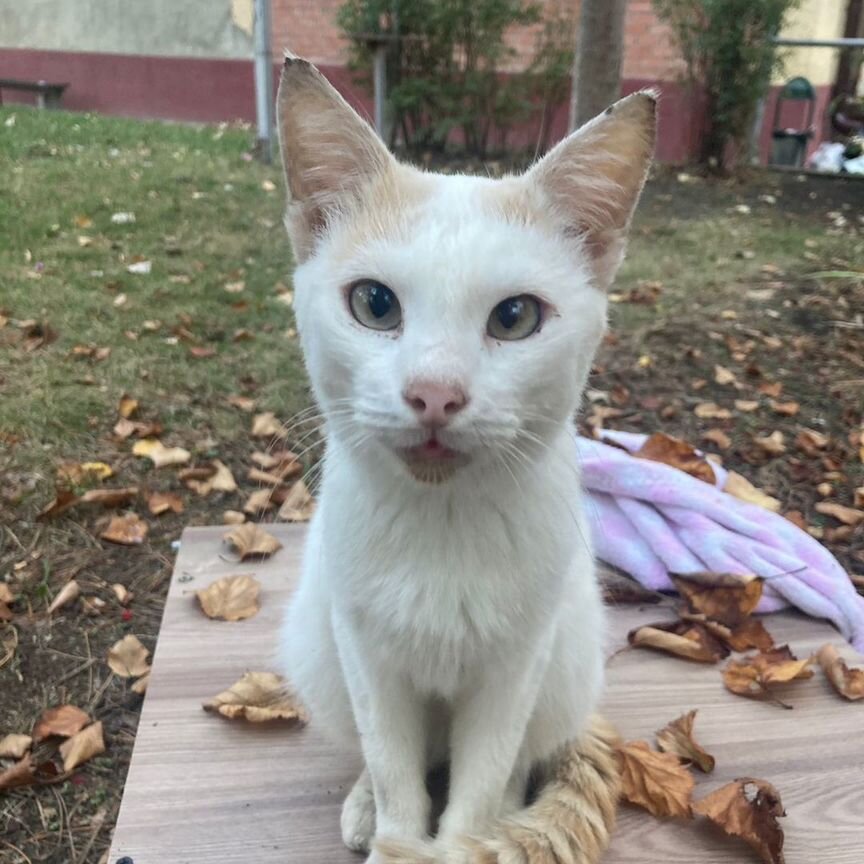 Раскосый красавчик кот в дар