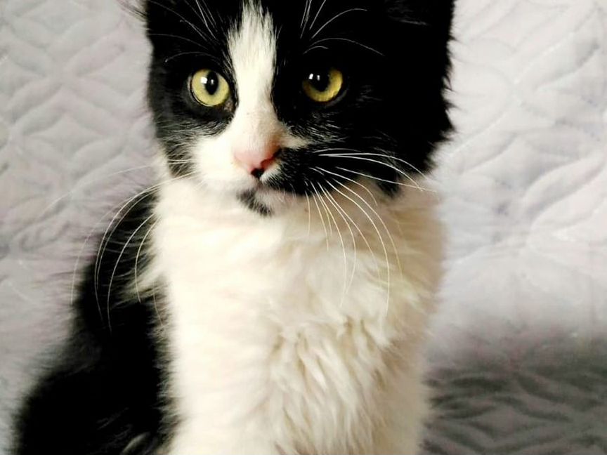 Пушистый хвост ищет дом