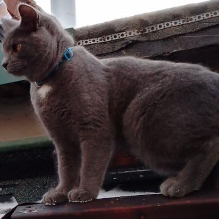 Потерян кот серый