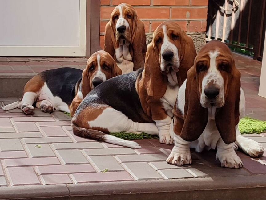 Бассет хаунд, щенки документы РКФ