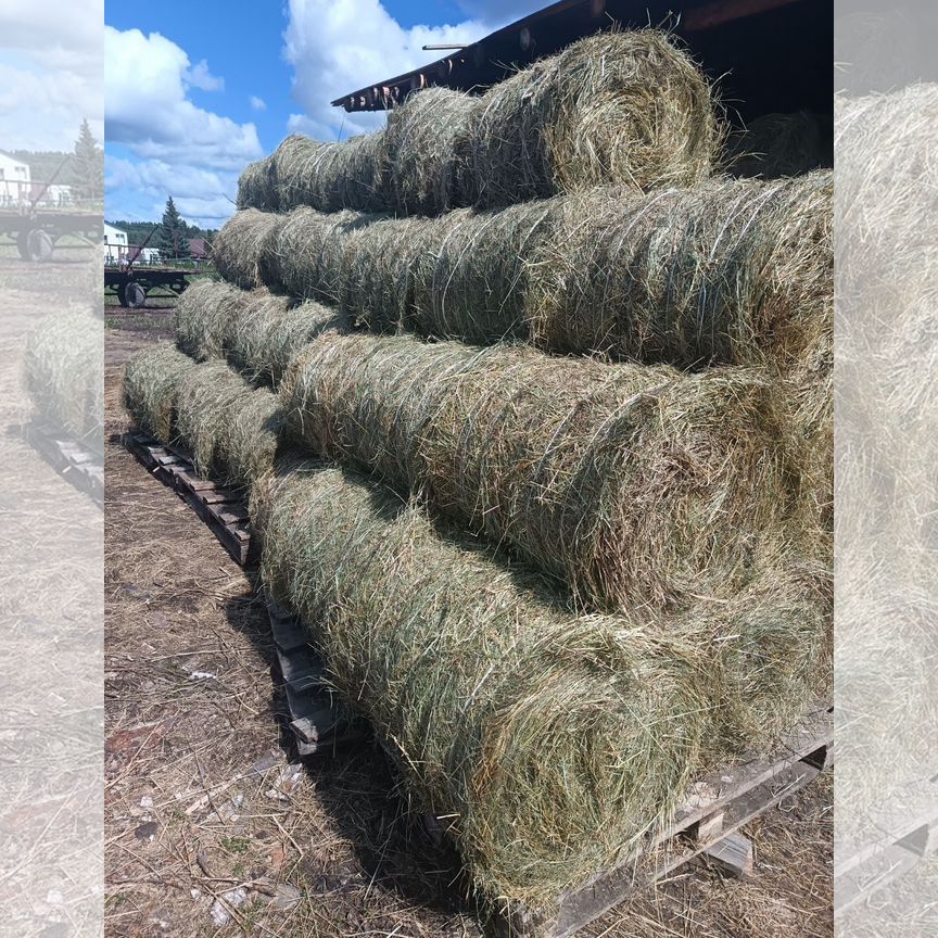 Сено в мини рулонах