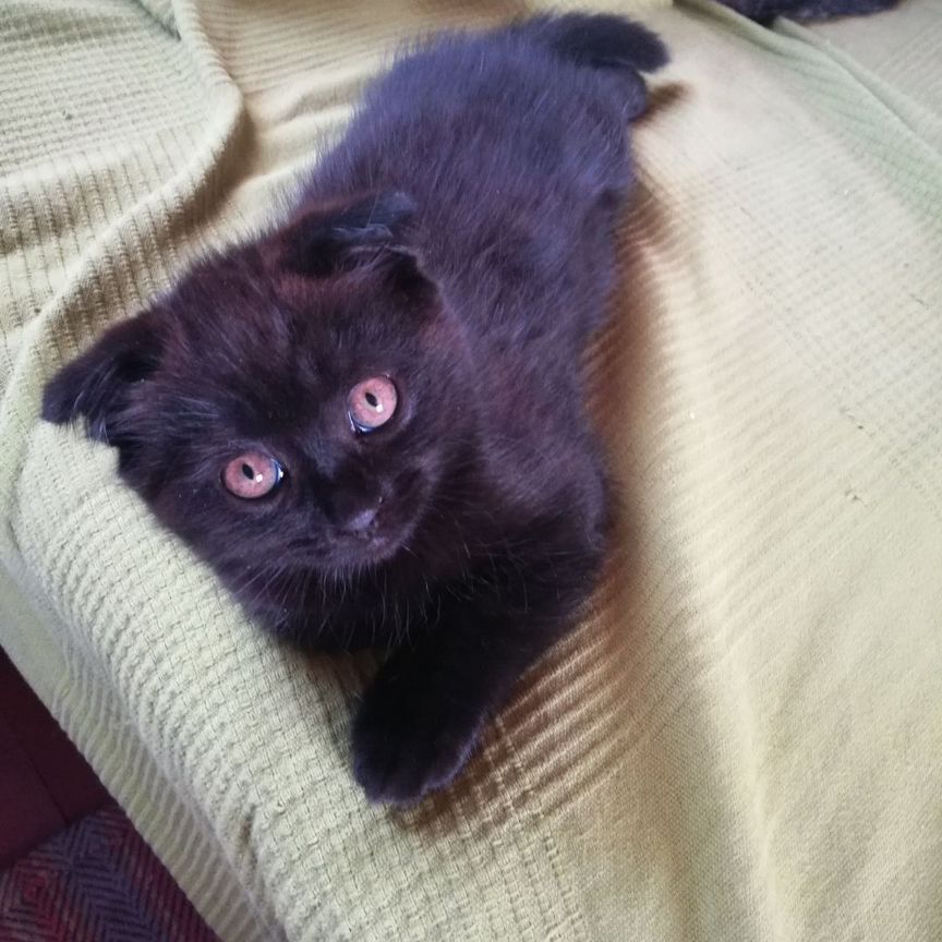 Британские котята