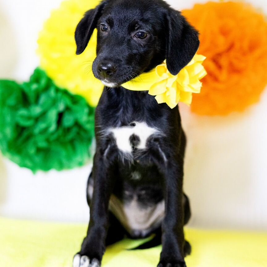 Тутси ищет дом