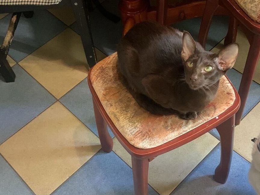 Ориентальная