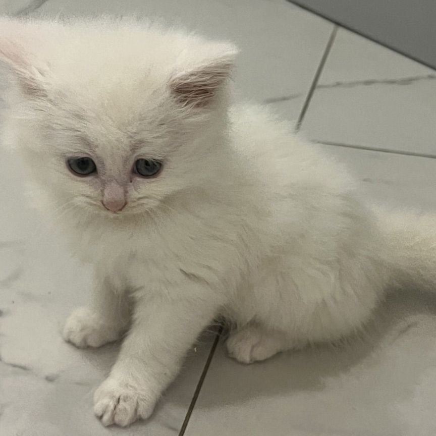 Белый шотландский котенок