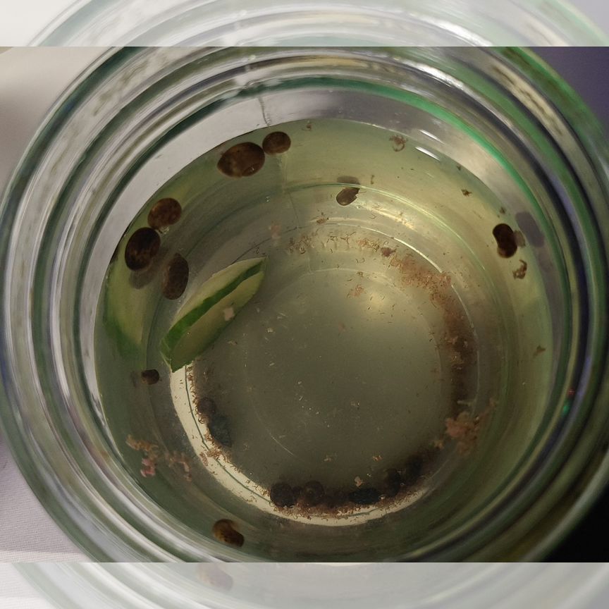 Аквариумные улитки