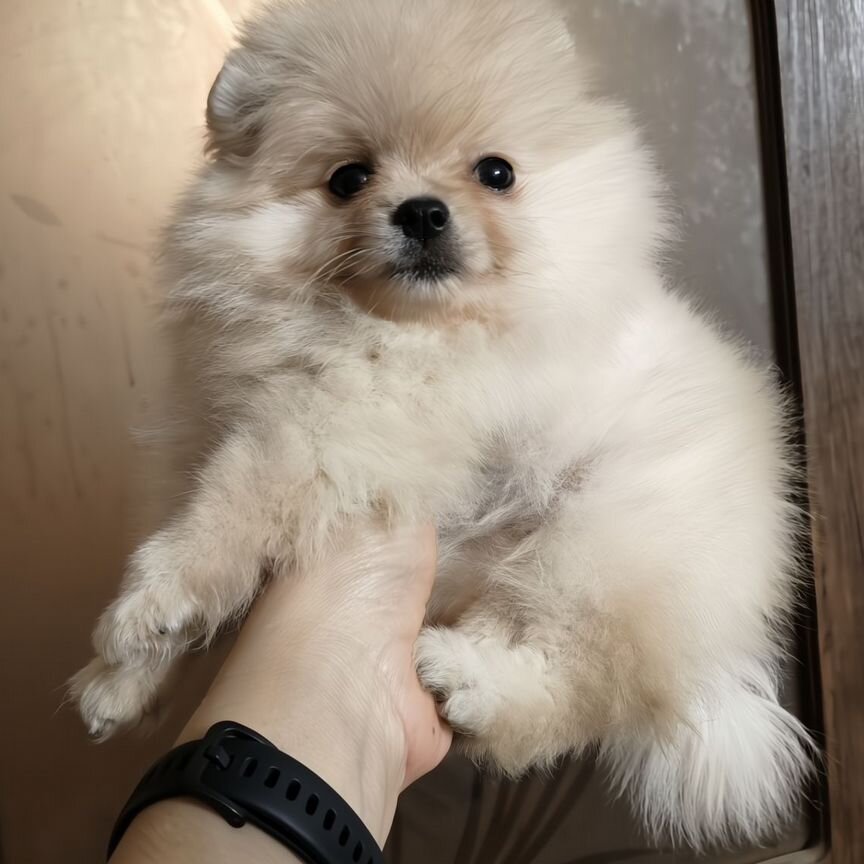 Померанский шпиц, щенок