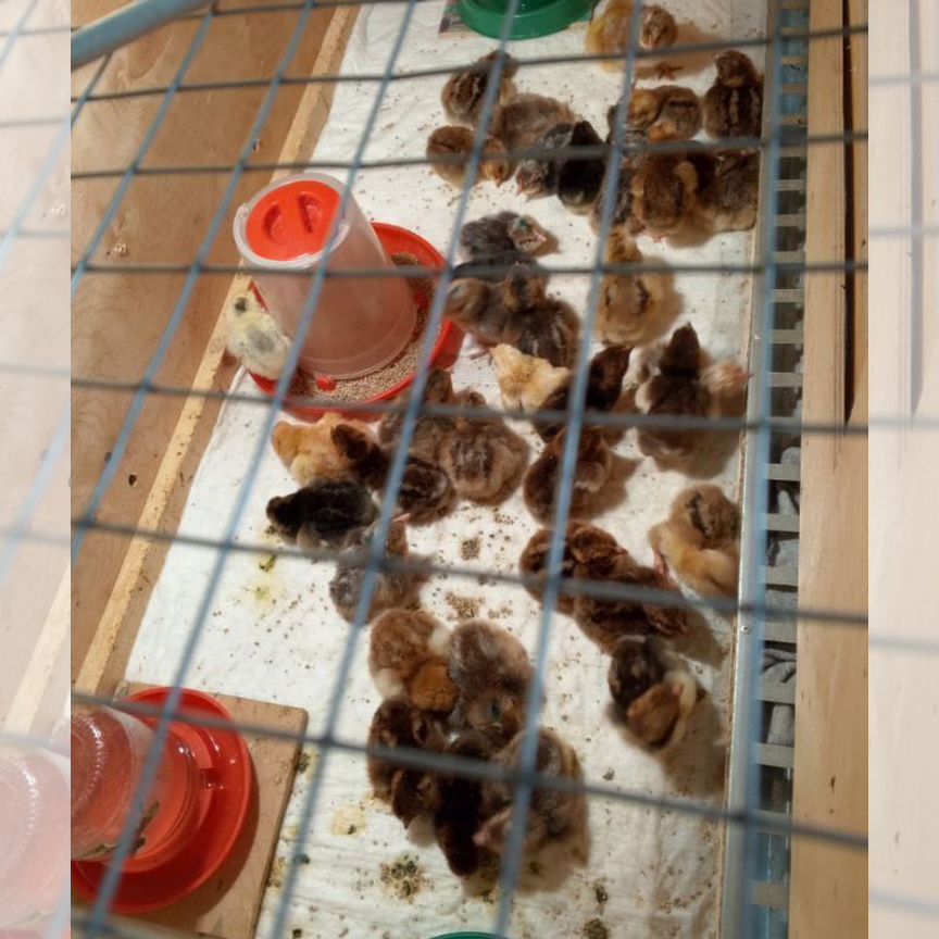 Суточные несушки,бройлеры