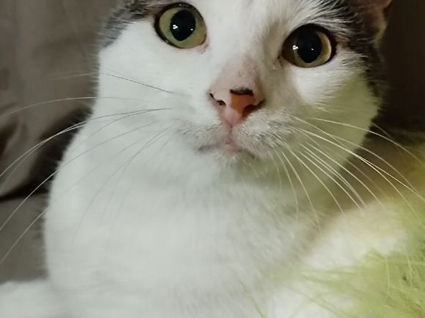 Кошка лапушка