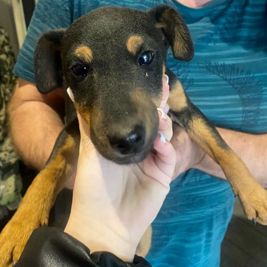 Немецкий ягдтерьер