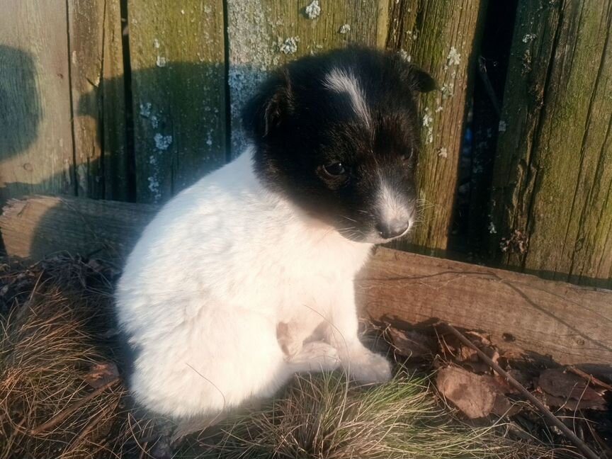 Щенок в добрые руки бесплатно