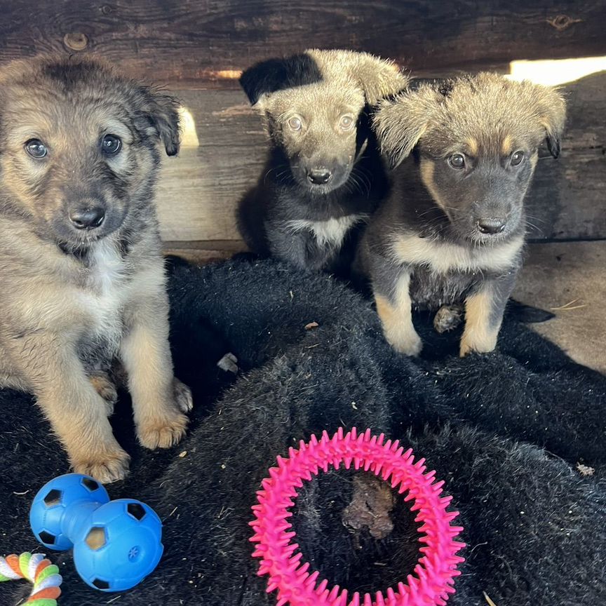 Щенки погибнут