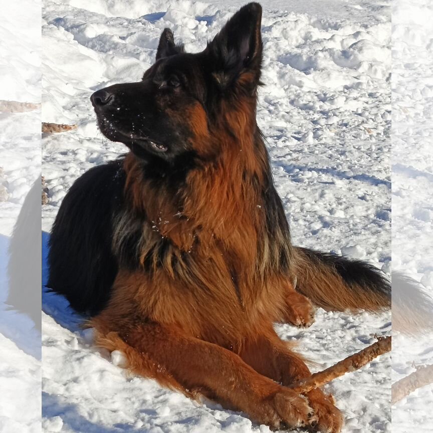 Собака немецкая овчарка