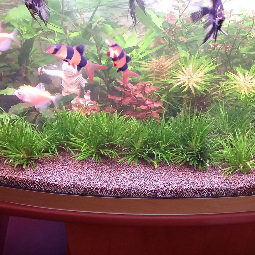 Растения для аквариума