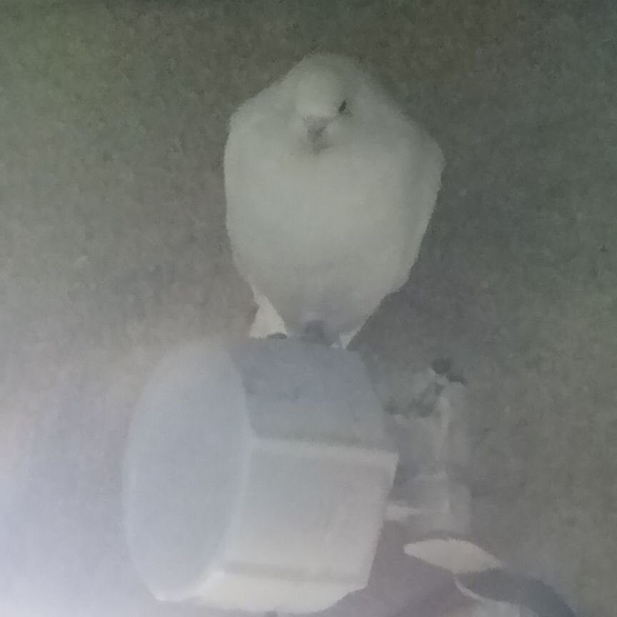 Голубя в добрые руки