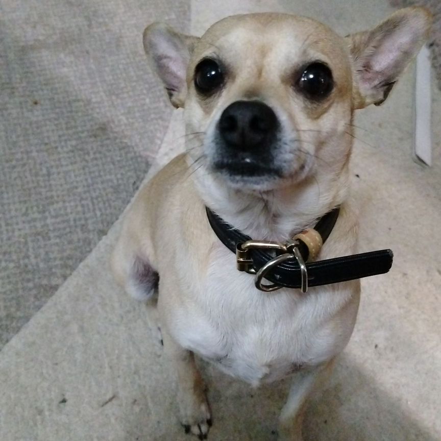 Той терьер вязка