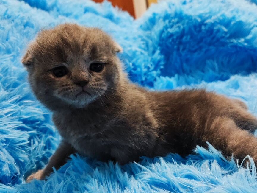 Шотландские котята