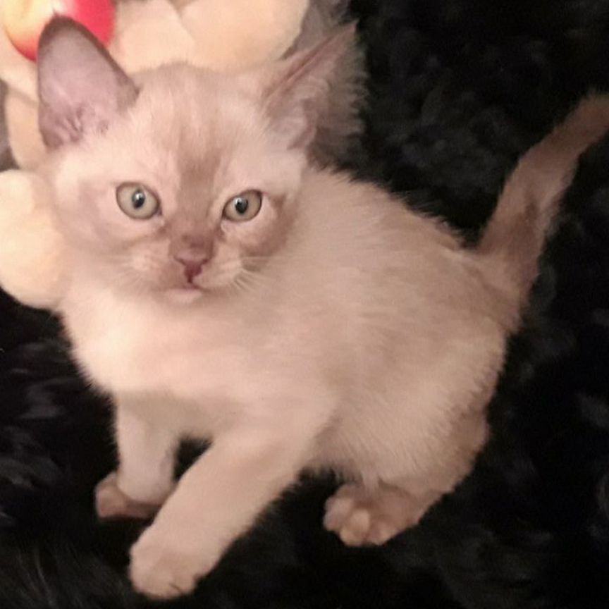 Бурманские котята