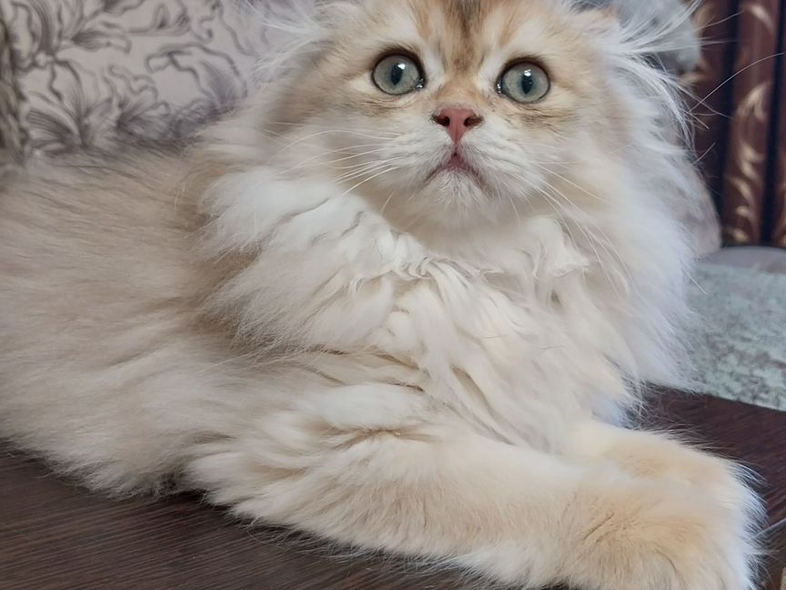 Золотая шиншилла котик