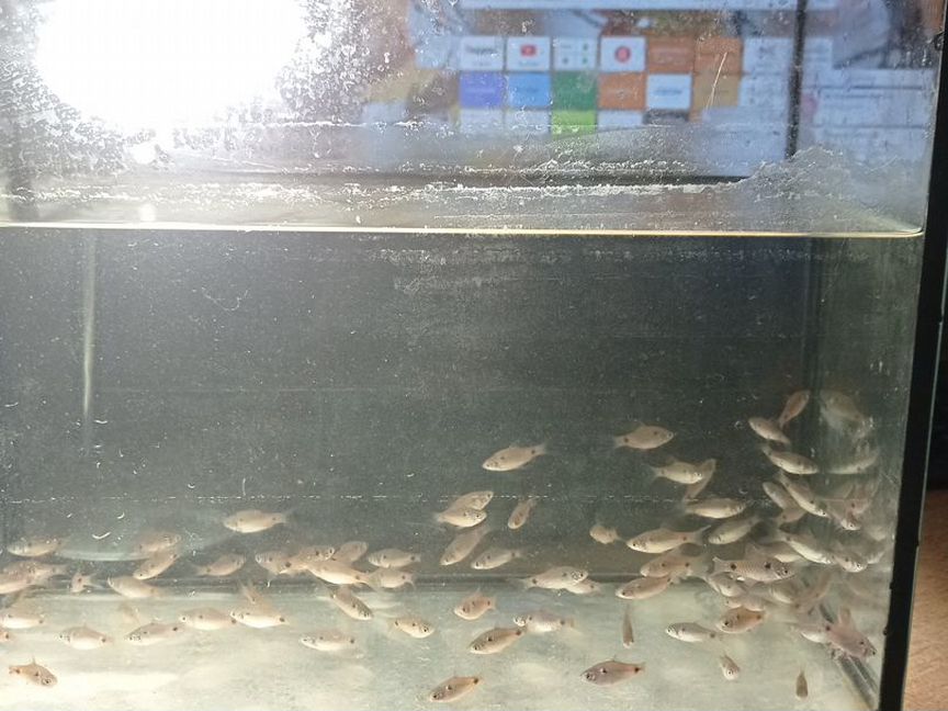 Аквариумные рыбки