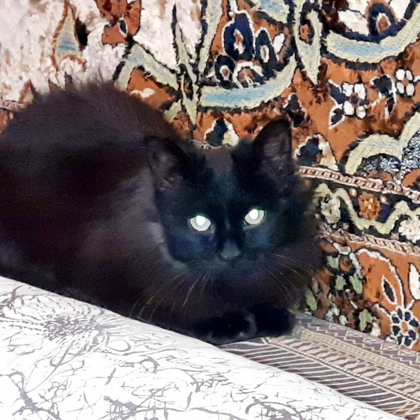 Котик 7 месецав