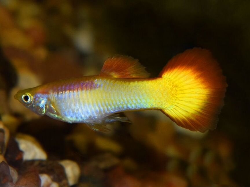 Гуппи Закат Сансет (Guppy Sunset) самцы