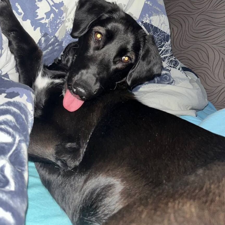 Взрослая собака в добрые руки