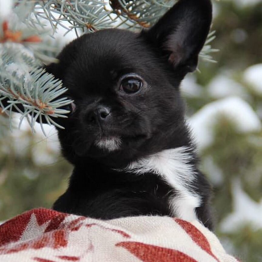 Шикарная Брюнеточка