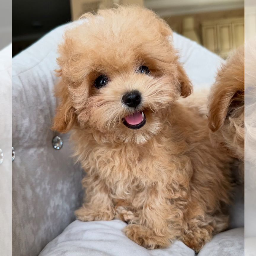 Мальтипу, щенок