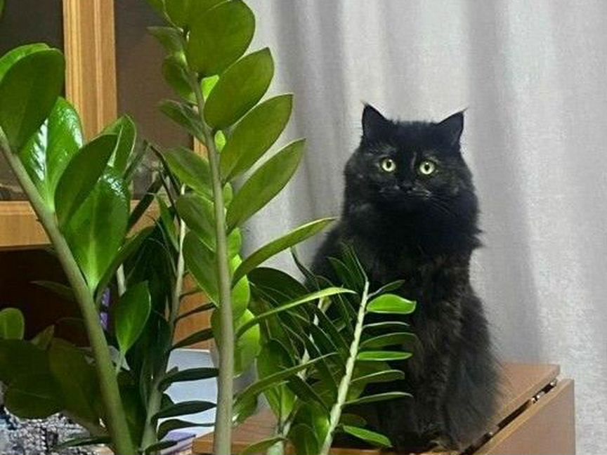 Пожилая хозяйка не может заниматься кошкой