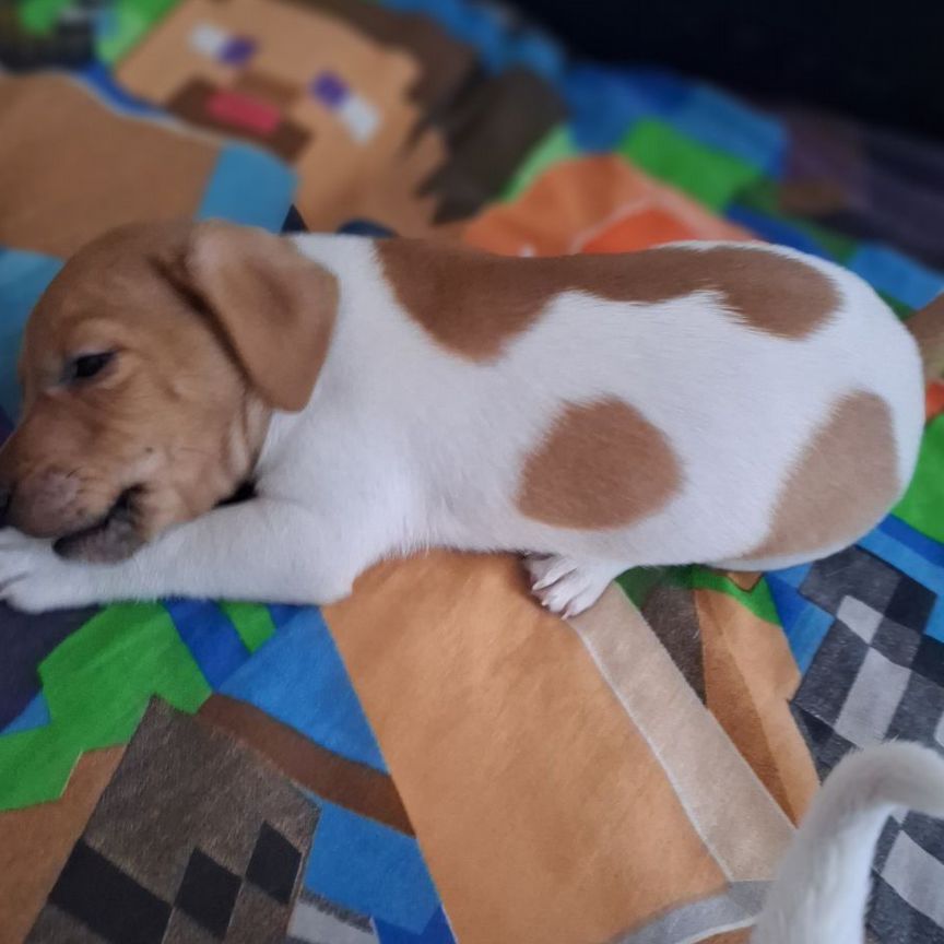 Джек-рассел-терьер, щенок