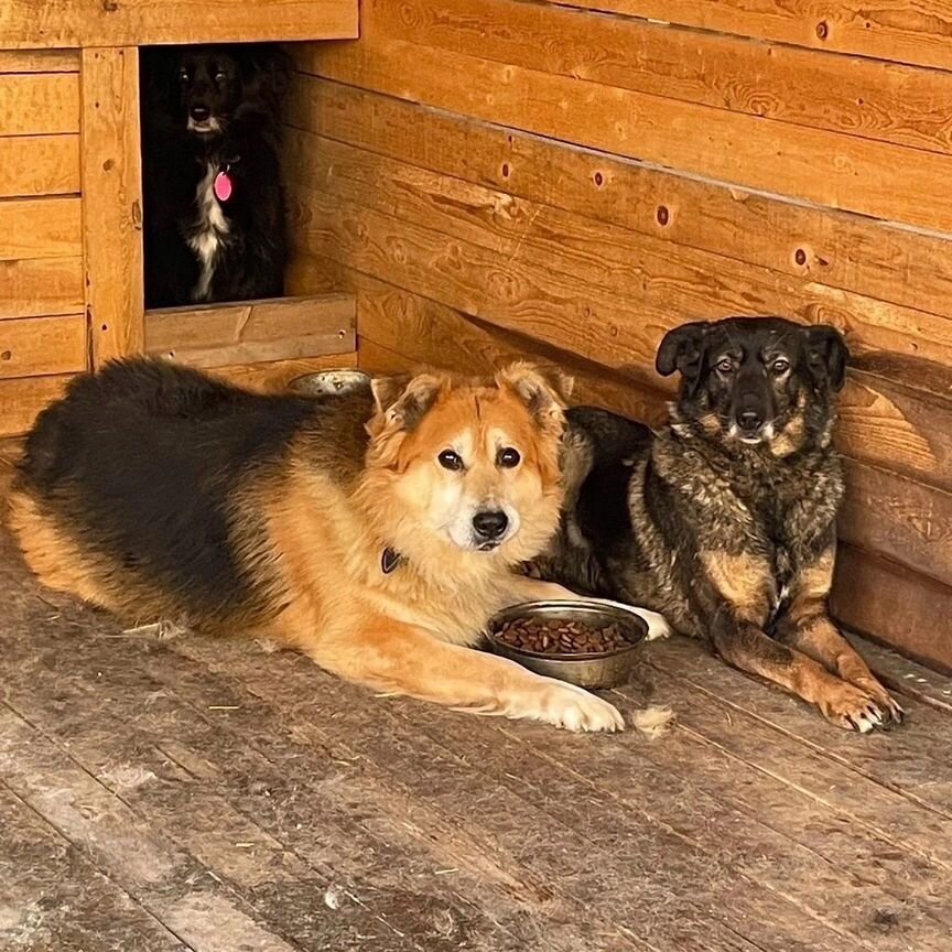 Сбор в приют для собак