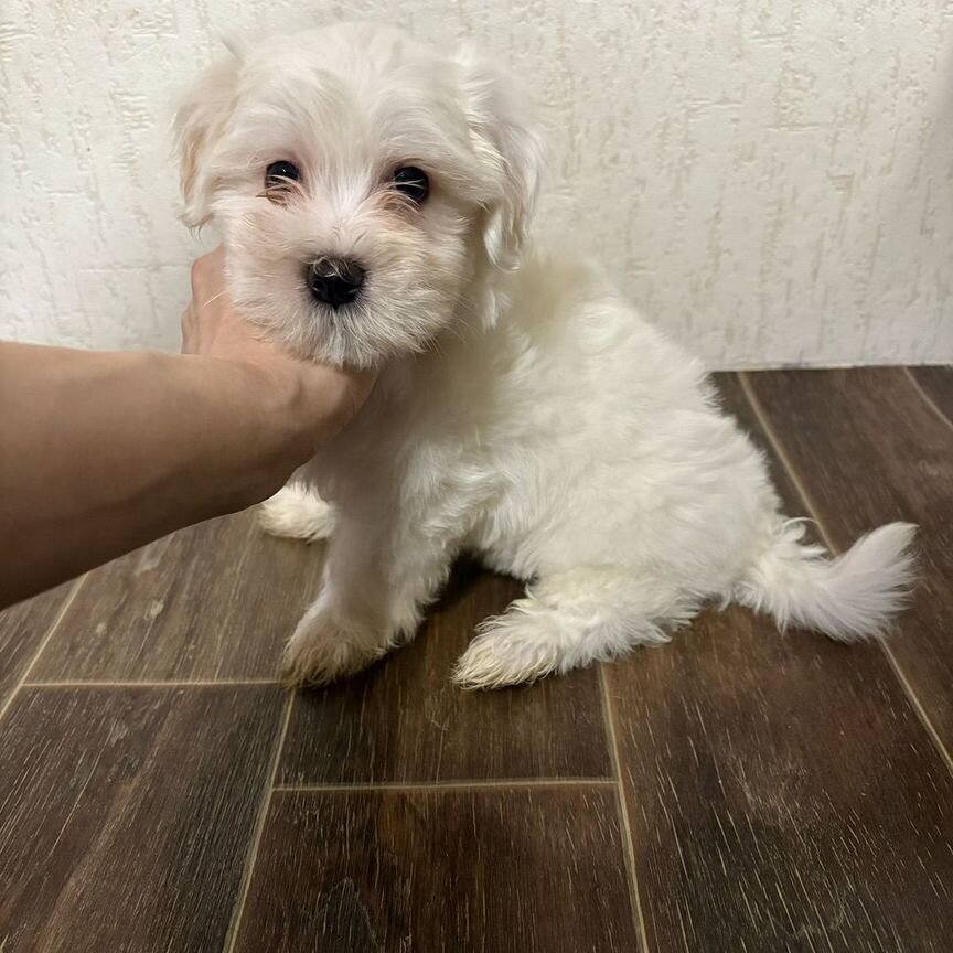 Мальтийская болонка