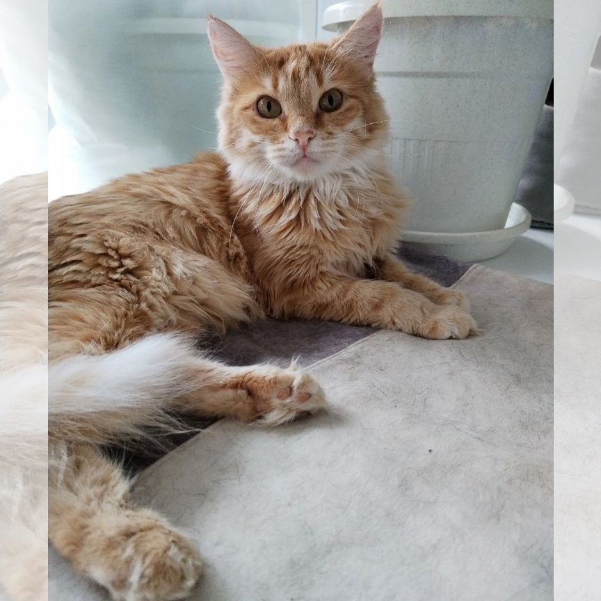 Рыжая красавица бесплатно