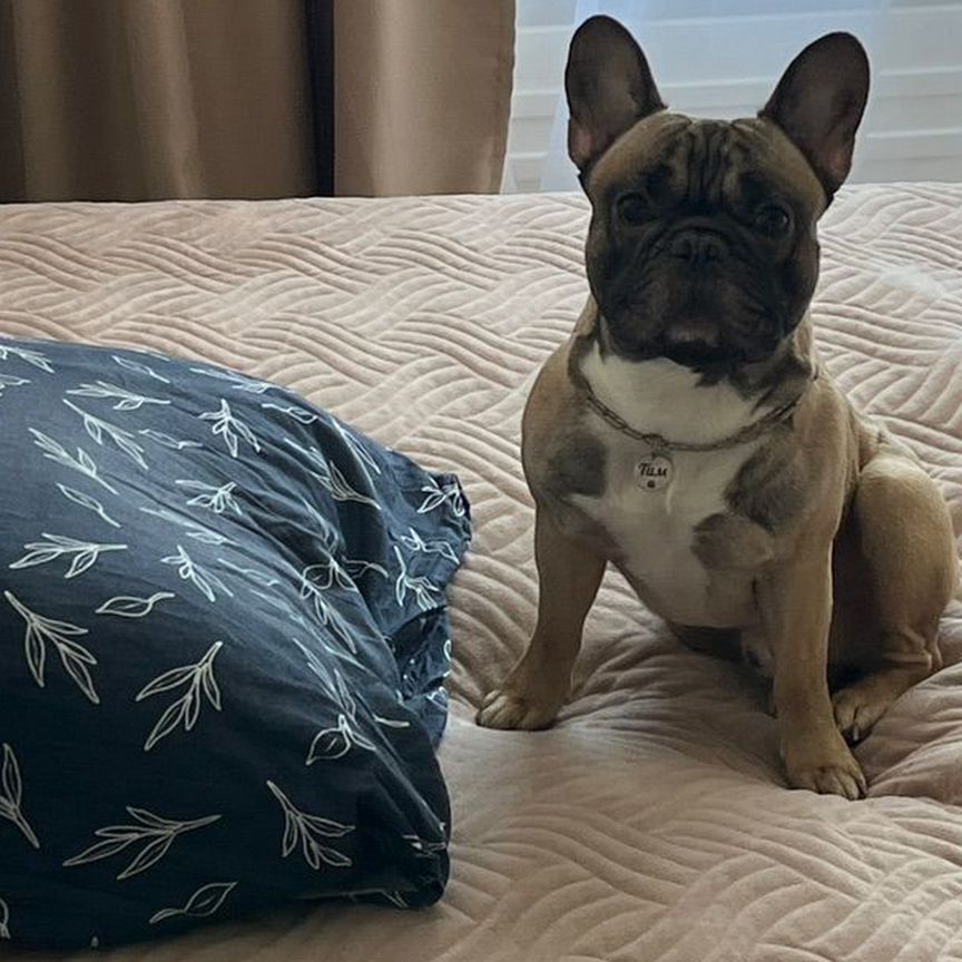 Французский бульдог, вязка