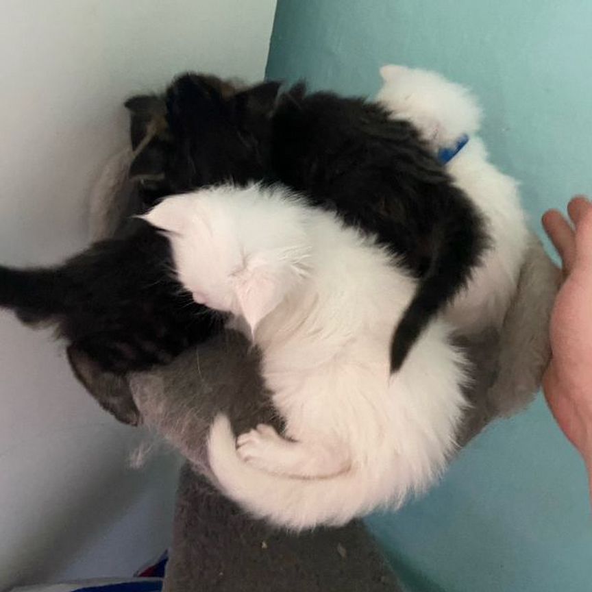 Мейн-кун котёнок