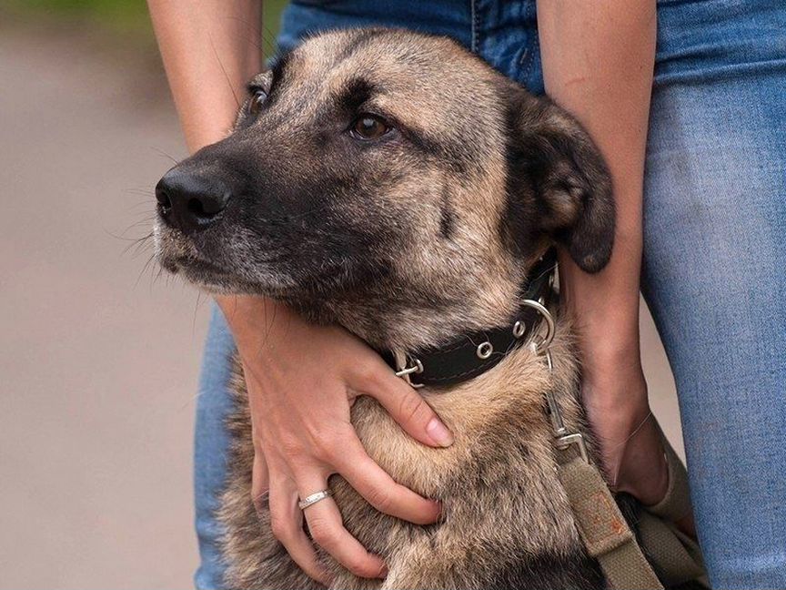 Отдам собаку Брайн в добрые руки