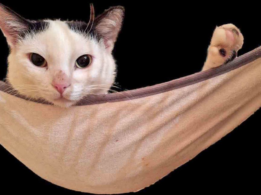Несчастный котик Паровозик оказался в приюте